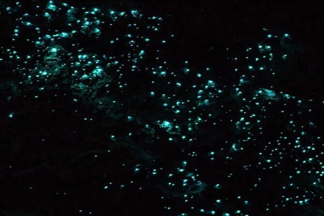 Bioluminescence Snorkel Boat Tour to Klein Bonaire - Understanding the Value