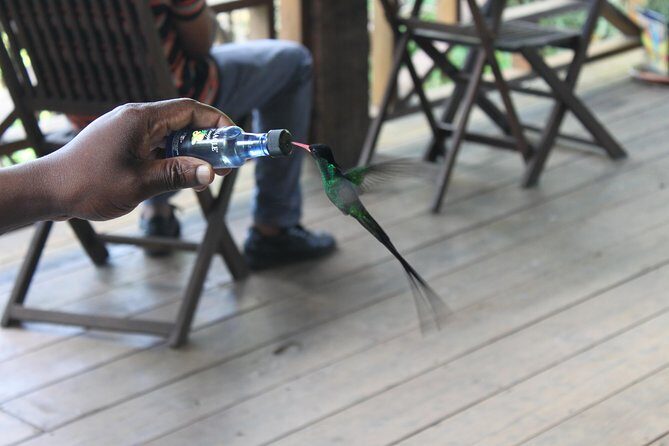 Bird Feeding Sanctuary & Montego Bay Highlight Tour - What You Can Expect: A Detailed Breakdown