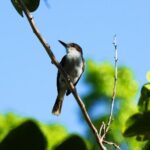 Bird Feeding Sanctuary, Montego Bay Highlights and Columbus Park Day Adventure - FAQs