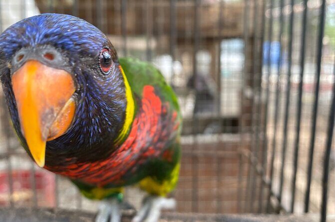 Bird Sanctuary and Montego Bay City Tour - An Honest Look at the Montego Bay Tour Experience