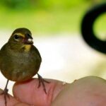 Bird Sanctuary (Montego Bay) Jamaica - Who Would Love This Tour?