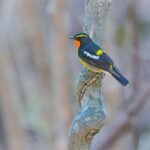 Bird Watching in the Nature Around Nikko Toshogu Shrine - Price and Value Analysis