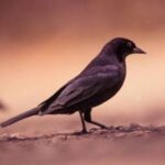 Bird Watching Tour in St Lucia - The Role of the Guides