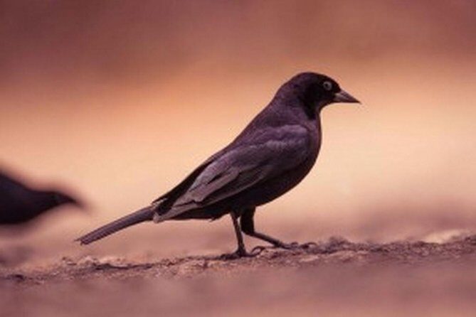 Bird Watching Tour in St Lucia - The Role of the Guides