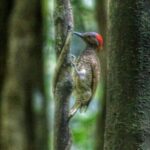 Bird Watching Tours - Who Should Consider This Tour?