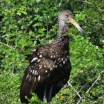 birdwatching in the nearby savannah of Palenque - Discovering the Palenque Savannah