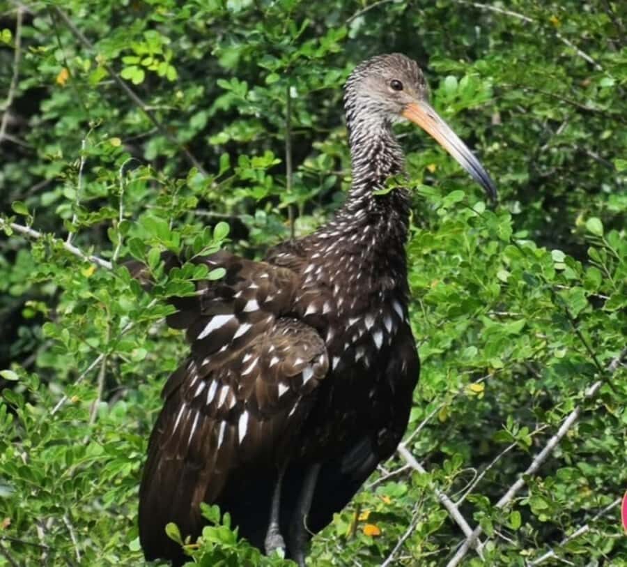 birdwatching in the nearby savannah of Palenque - Discovering the Palenque Savannah