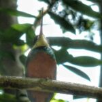 Birdwatching, Waterfall, Rainforest and Island Nature Tours - Exploring the Itinerary: What You Can Expect