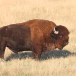 Black Hills Nature Tour Wildlife Watching and Scenic Views - Itinerary Breakdown: What to Expect at Each Stop