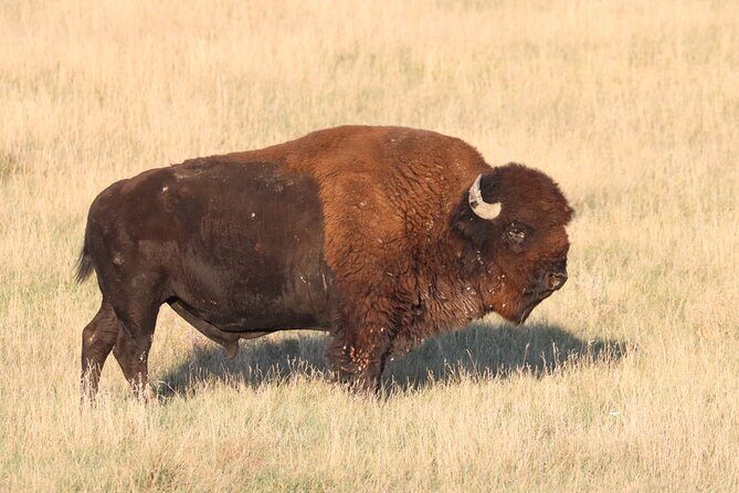 Black Hills Nature Tour Wildlife Watching and Scenic Views - Itinerary Breakdown: What to Expect at Each Stop