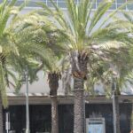 Black History Tour of South LA and Crenshaw - Historic West Adams: Homes and Influential Figures