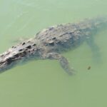 Black River Safari and Appleton Rum Estate Private Tour - What Travelers Can Expect