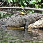 Black River Safari and YS Falls Tour from Montego Bay - Authenticity and What Travelers Say