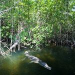 Black River Safari/YS Falls plus Floyd's Pelican Bar Private Tour - Why This Tour Works Well