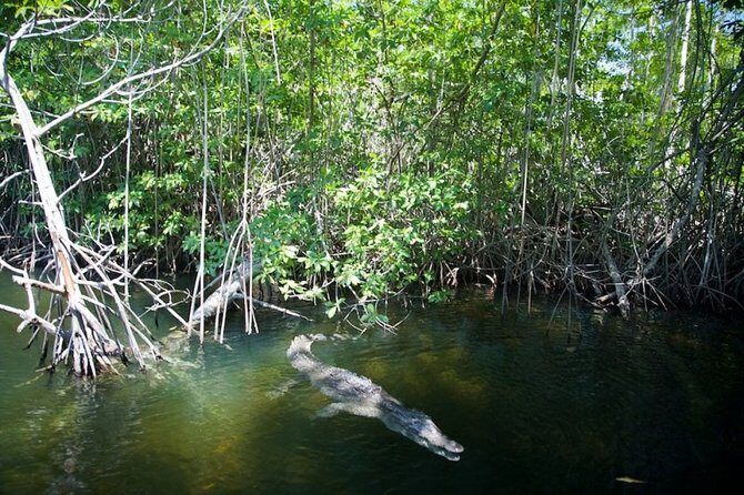 Black River Safari/YS Falls plus Floyd's Pelican Bar Private Tour - Why This Tour Works Well
