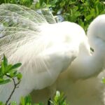 Blue Springs 4 Hour manatee Kayak Tour - The Experience: What Youll Love
