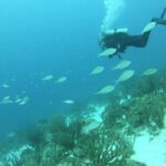 Boat Dive Shipwreck/ Airplanes/ Reef /2 tanks - The Dive Itinerary: What You’ll Likely Experience