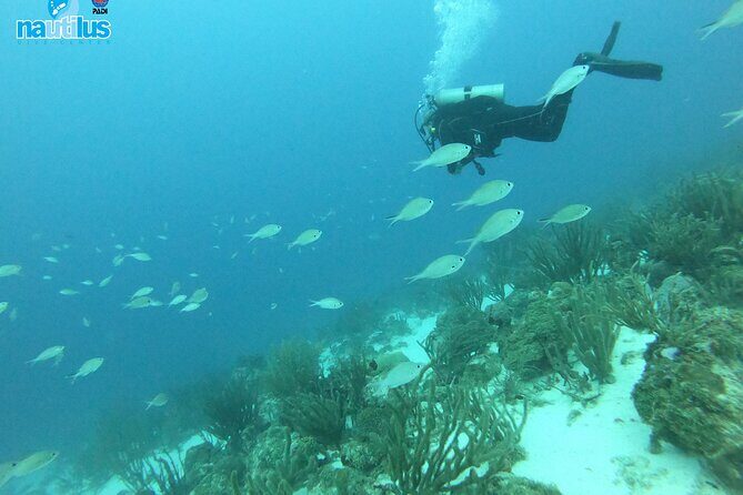 Boat Dive Shipwreck/ Airplanes/ Reef /2 tanks - The Dive Itinerary: What You’ll Likely Experience