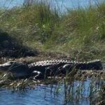 Boat Tour of Louisiana Bayous Near New Orleans - The Sum Up: The Value of Authentic Bayou Experiences