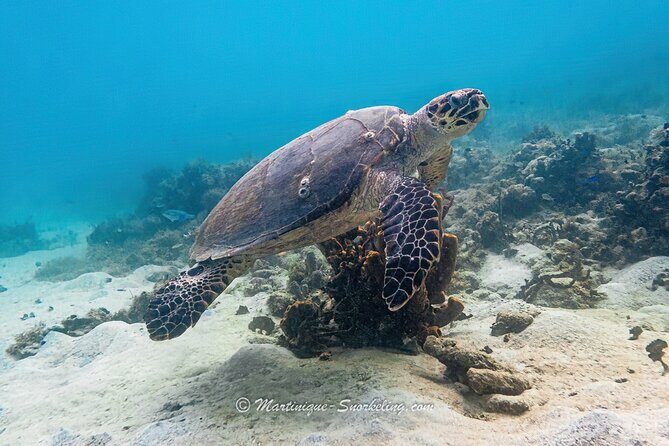 Boat Trip for Snorkeling Discovery of Corals - The Guide: Stéphane’s Passion and Expertise