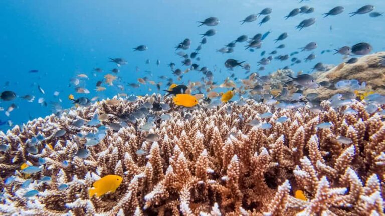 Bohol: Balicasag Boat Tour with extra snorkeling time - Transportation and Logistics