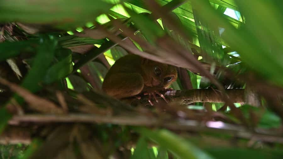 Bohol: Chocolate Hills, Tarsiers & Loboc River - A Detailed Breakdown of the Itinerary