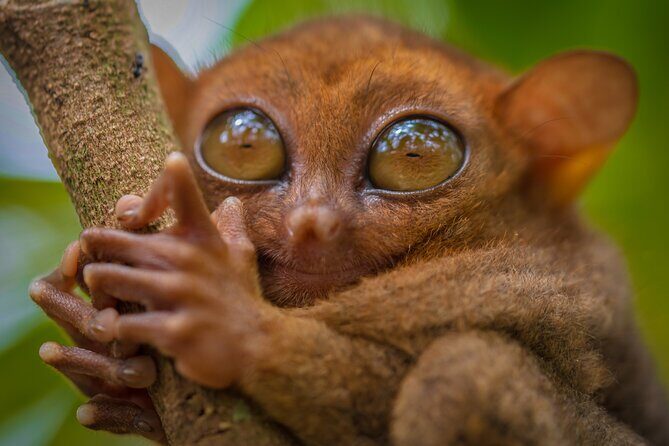 Bohol Countryside Tour: Chocolate Hills, Tarsier and Loboc River - Authentic Experiences and Local Touches