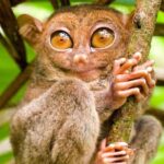 Bohol Countryside Tour to Chocolate Hills and Loboc River - Pricing and Overall Value