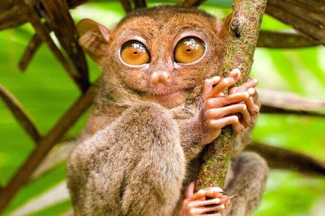 Bohol Countryside Tour to Chocolate Hills and Loboc River - Pricing and Overall Value