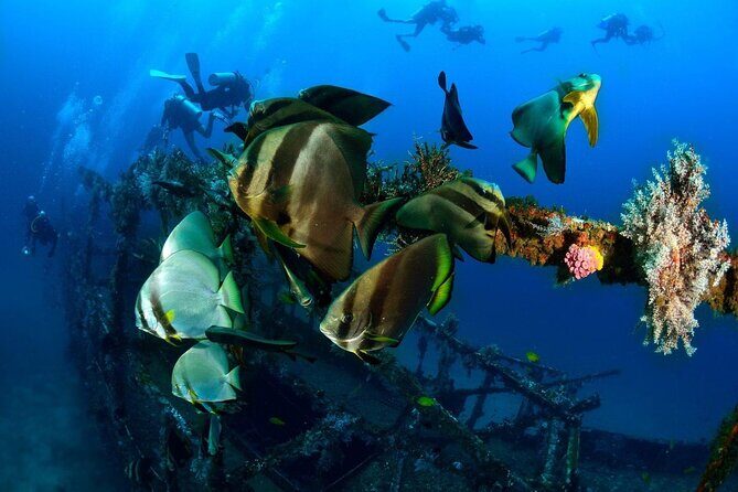 Bohol Dive Courses - The Practicalities and Value