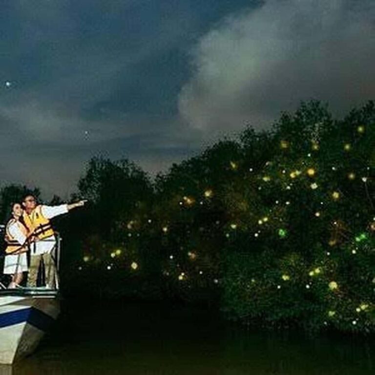 Bohol: Firefly Experience with Pickup - The Experience in Detail