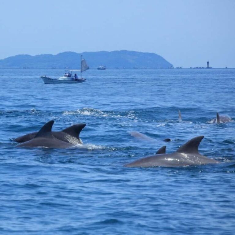 Bohol: Island Hopping with Snorkeling at Balicasag Island - Real Traveler Insights