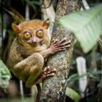 Bohol: Waterfalls, Kayak, Hills Hike, & Tarsier Eco Tour - What’s the Value?