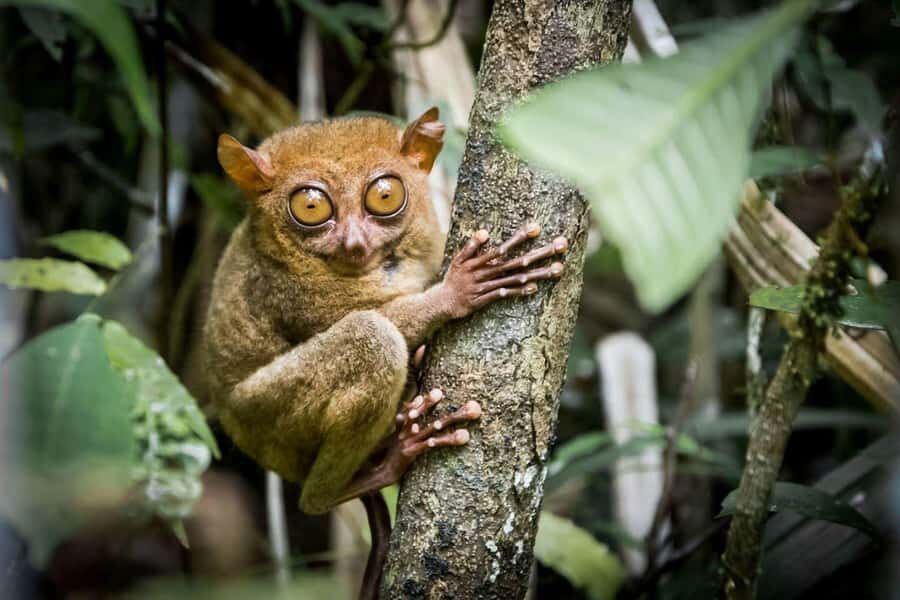 Bohol: Waterfalls, Kayak, Hills Hike, & Tarsier Eco Tour - What’s the Value?