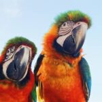 BOOGIES/BUGGY & ATV -# 1 Adventures IN PUNTACANA - The Sum Up