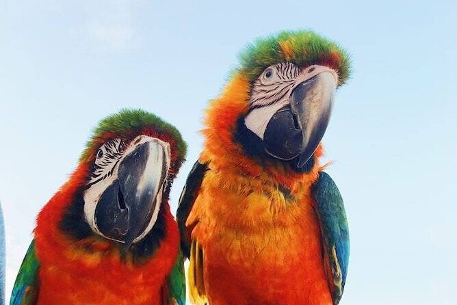 BOOGIES/BUGGY & ATV -# 1 Adventures IN PUNTACANA - The Sum Up