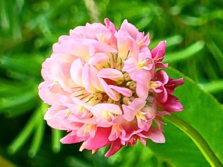 Book Private Tour for Banff-Yoho-Kootenay & Jasper Parks - Transportation and Practical Details