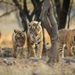 Book Tiger Safari Same Day Tour/Ranthambore Tiger Hub - Final Thoughts