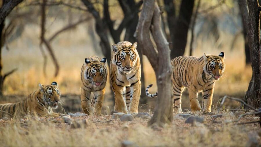 Book Tiger Safari Same Day Tour/Ranthambore Tiger Hub - Final Thoughts
