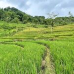 Borobudur: Nepal Van Java & Selogriyo Rice Terraces Private - Breaking down the itinerary: What makes each stop special?