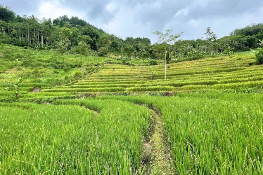 Borobudur: Nepal Van Java & Selogriyo Rice Terraces Private - Breaking down the itinerary: What makes each stop special?