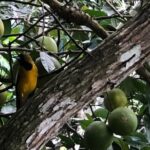 Botanical and Bird Sanctuary Tour in Montego Bay - Detailed Breakdown of the Itinerary