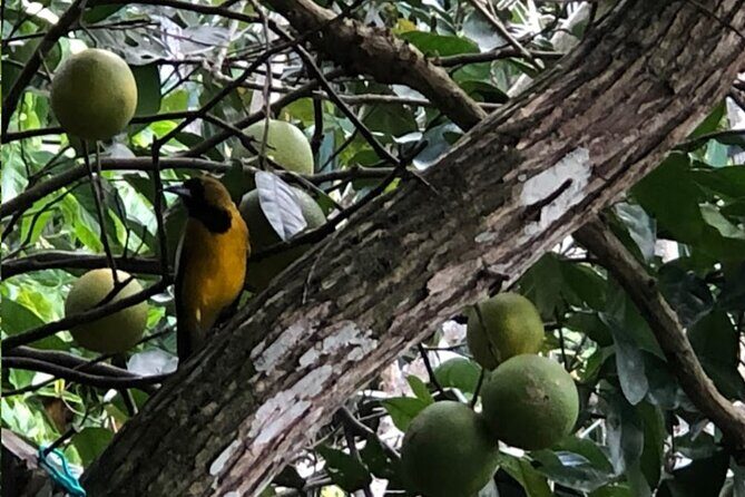 Botanical and Bird Sanctuary Tour in Montego Bay - Detailed Breakdown of the Itinerary