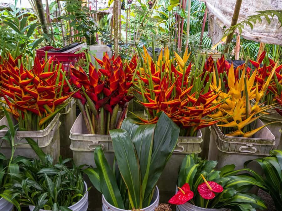 Botanical experience in Argovia: Flowers, Trail, and Tasting - The Transport and Logistics