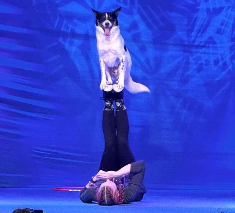 Branson: Pets and Giggles Kid's Comedy Show - The Venue: Grand Country Music Hall