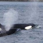 British Columbia: Whale Watching Eco-Adventure Tour - The Value of This Tour