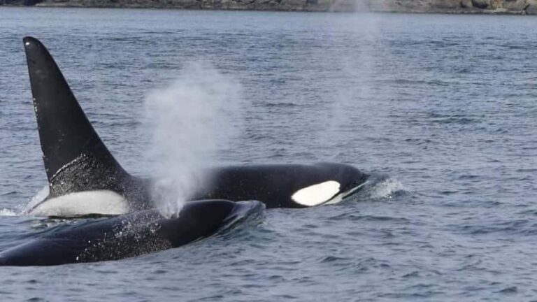 British Columbia: Whale Watching Eco-Adventure Tour - The Value of This Tour