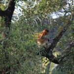 Brunei Mangrove River Safari - Practical Details and Tips