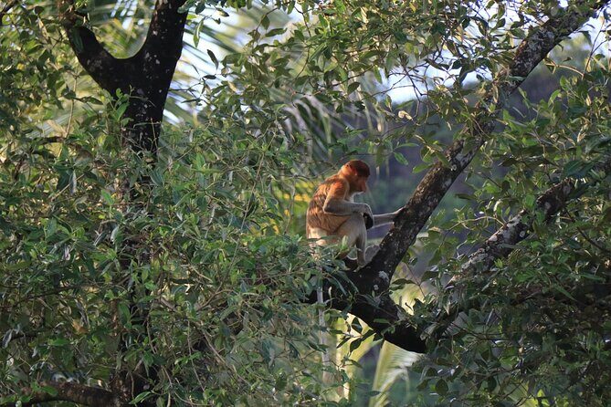 Brunei Mangrove River Safari - Practical Details and Tips
