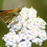 Bryans Flat View Horseback Ride - Who Should Consider This Tour?